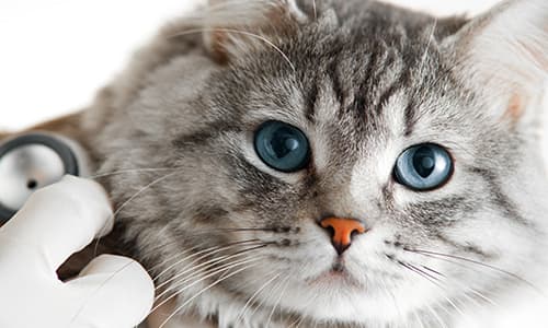 Feline osteoarthritis: overview and pain management options
