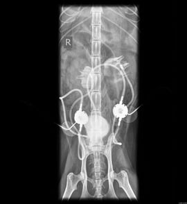 hydronephrosis cat x ray
