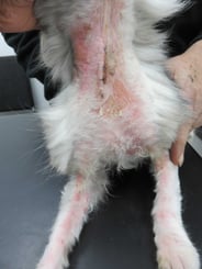 Diagnosing and treating feline demodicosis