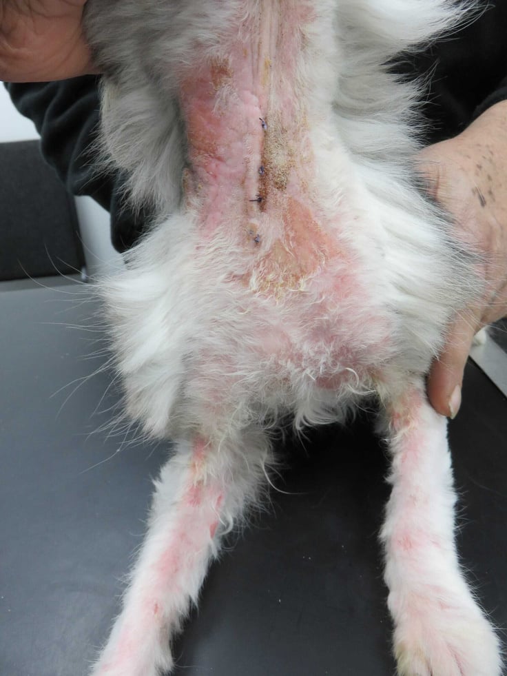 Diagnosing and treating feline demodicosis