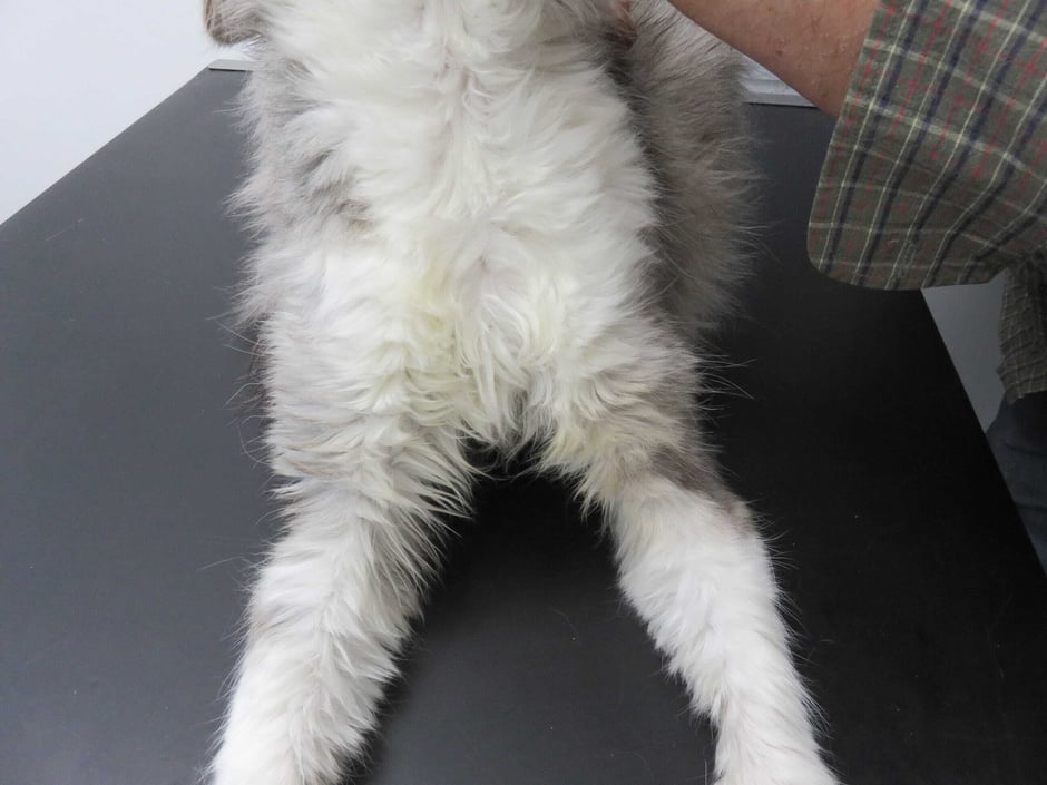 Diagnosing and treating feline demodicosis