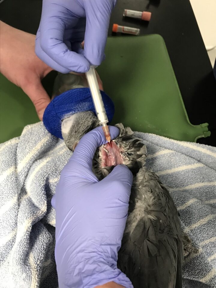 Diagnostic sampling for infectious diseases in avian patients