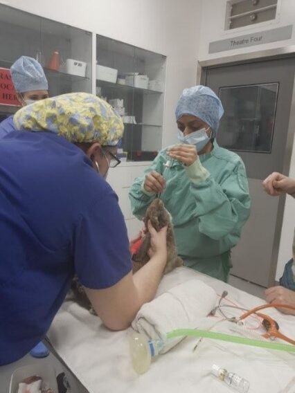 The fundamentals of anaesthetic monitoring in rabbits – a guide for ...