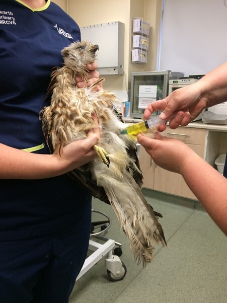 Pain management in the avian patient