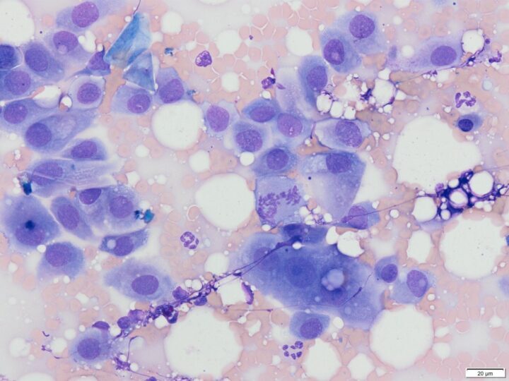 A clinical approach to lower urinary tract disease in male dogs