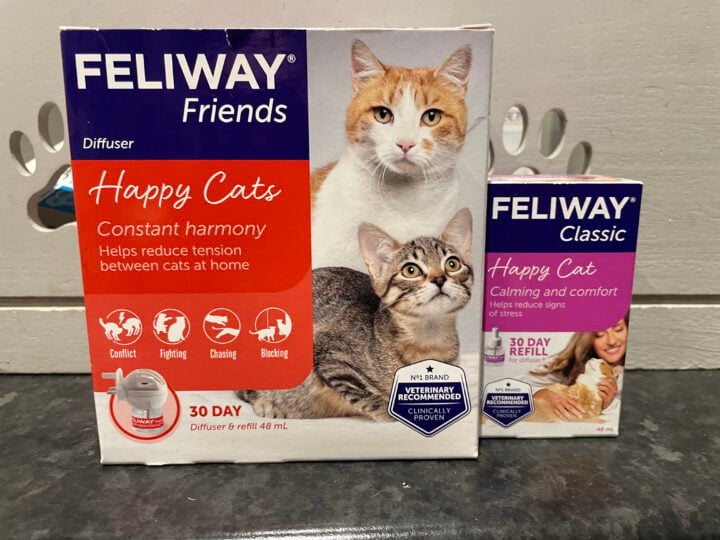A Vet Nurses Guide To Feline Cognitive Dysfunction Syndrome