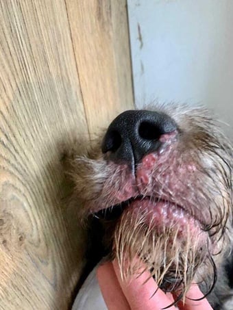 Sterile pyogranulomatous/granulomatous dermatitis (aka puppy strangles)