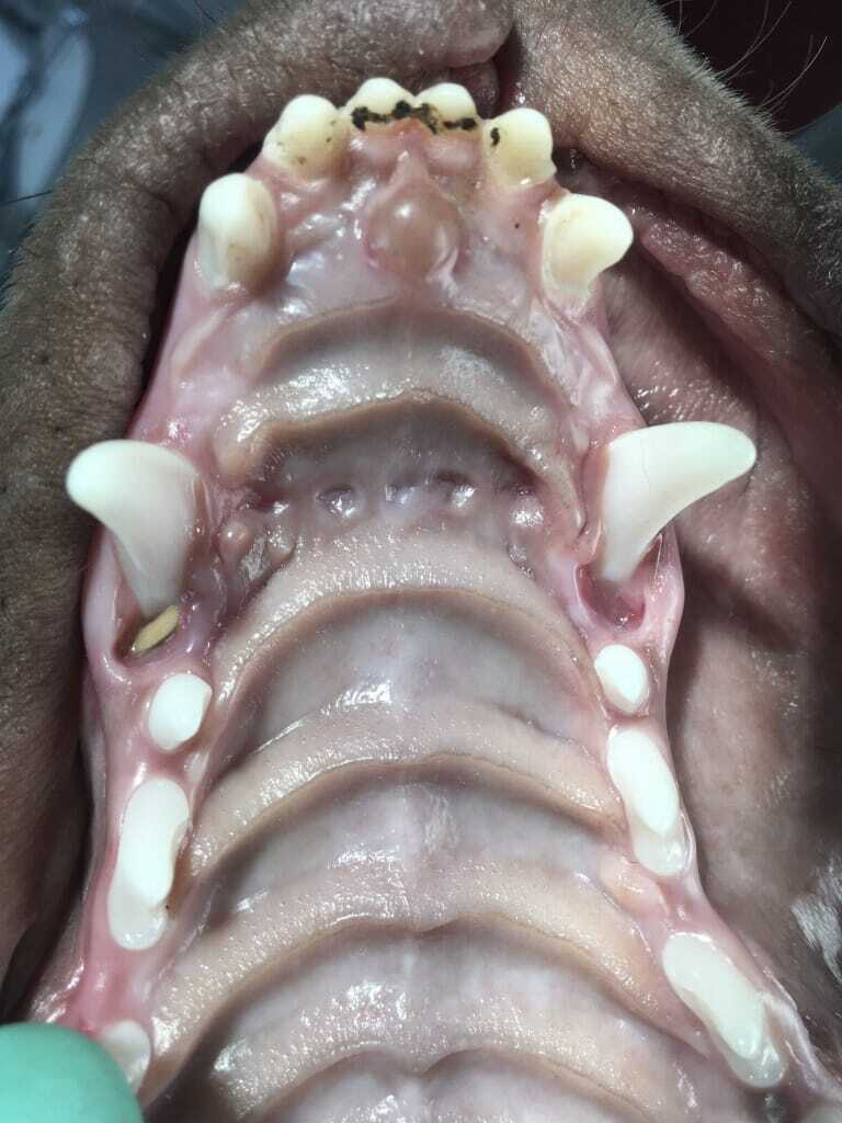 Recognising malocclusion in dogs and cats