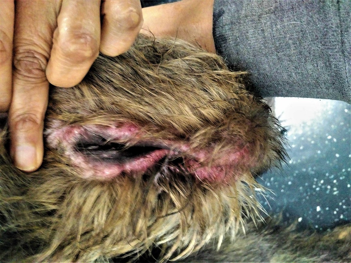 Sterile pyogranulomatous/granulomatous dermatitis (aka puppy strangles)