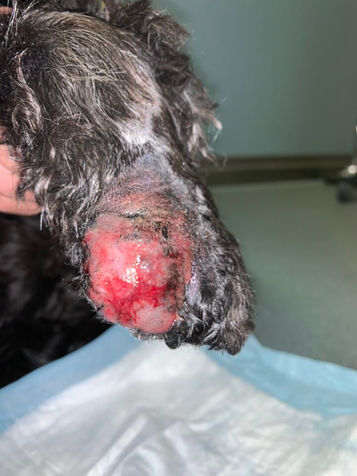 An update on canine cutaneous mast cell tumours