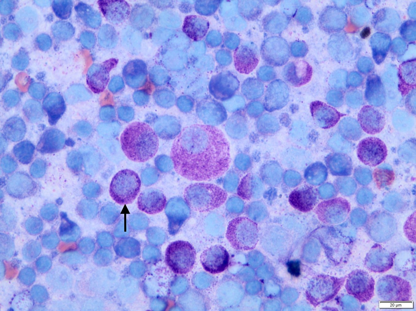 An update on canine cutaneous mast cell tumours