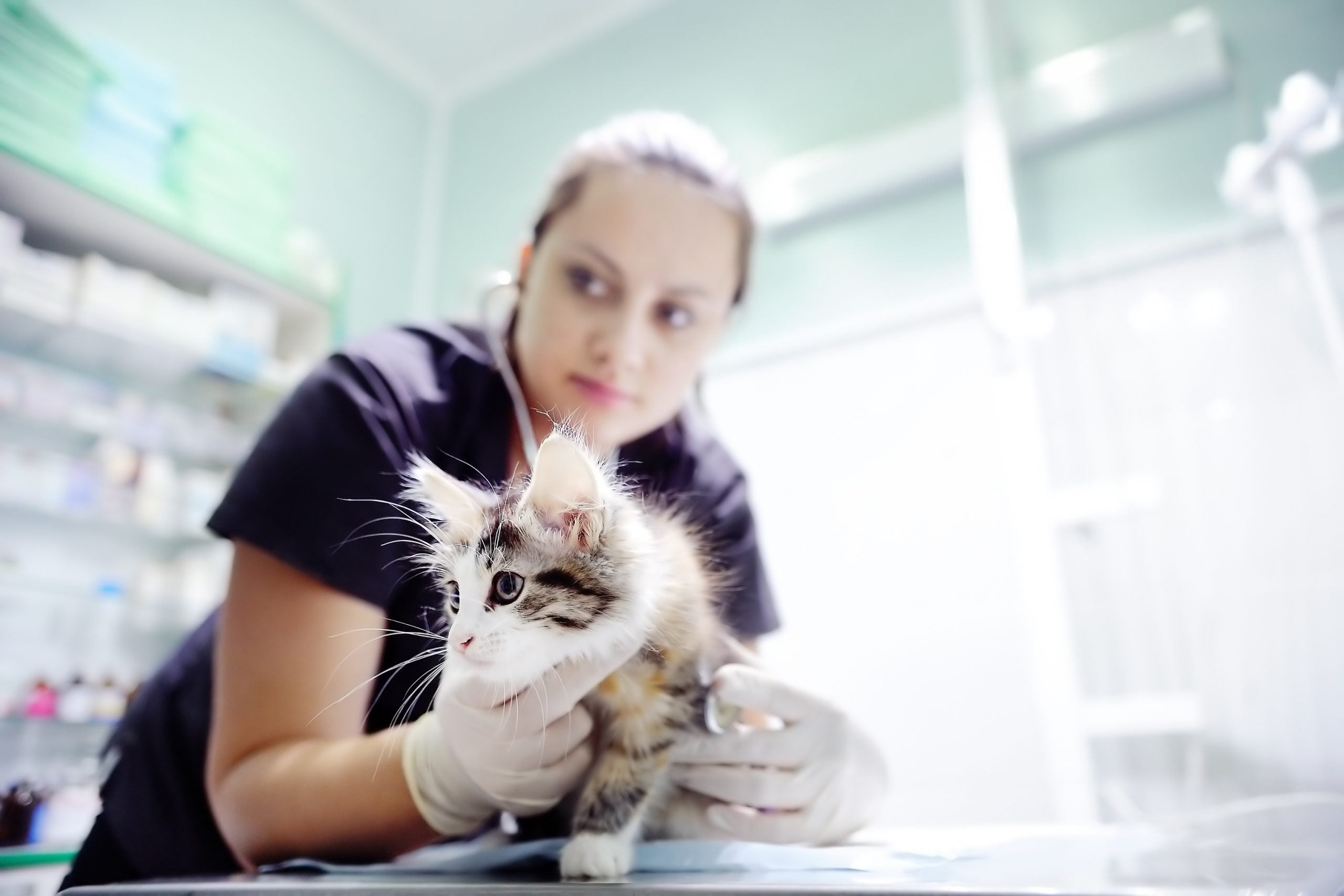 Case Study: The weak senior cat