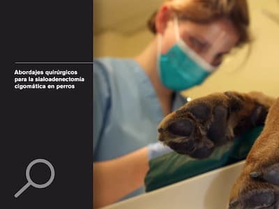 Abordajes para la sialoadenectomía cigomática en perros
