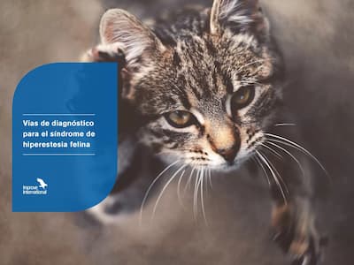 Vías de diagnóstico para el síndrome de hiperestesia felina