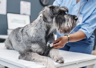 MMVD, the ACVIM Guidelines, and You: What Clinicians Need to Know